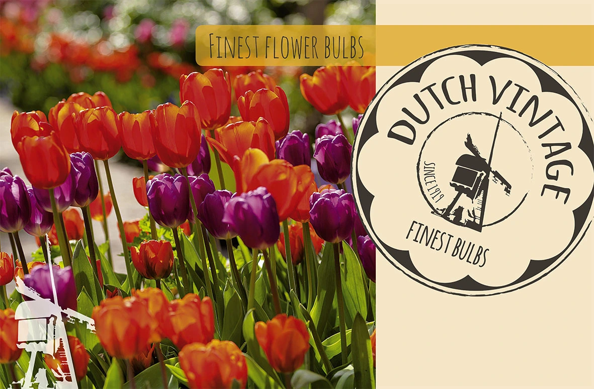Display Dutch Vintage - De Vroomen US