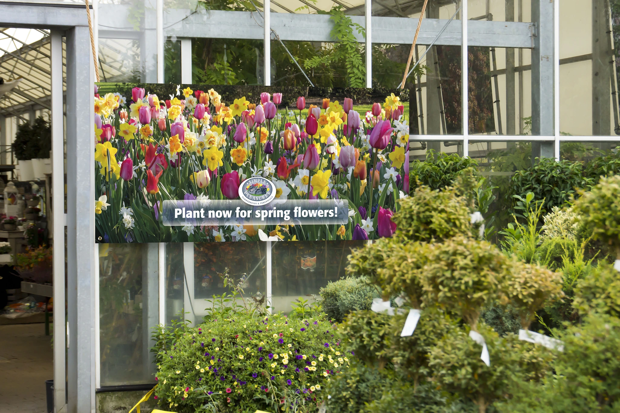 Display Plant now for Spring Flowers! - De Vroomen US