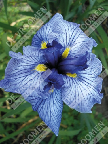 Iris Don En Donna | 25 pcs - De Vroomen US