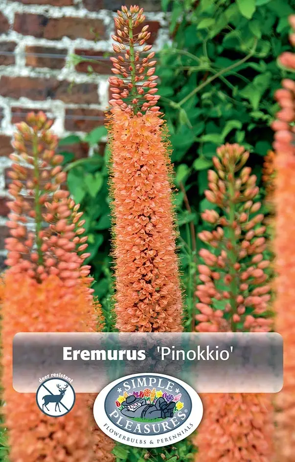Eremurus isabellinus Pinokkio | Capper 10 x 2 - De Vroomen US