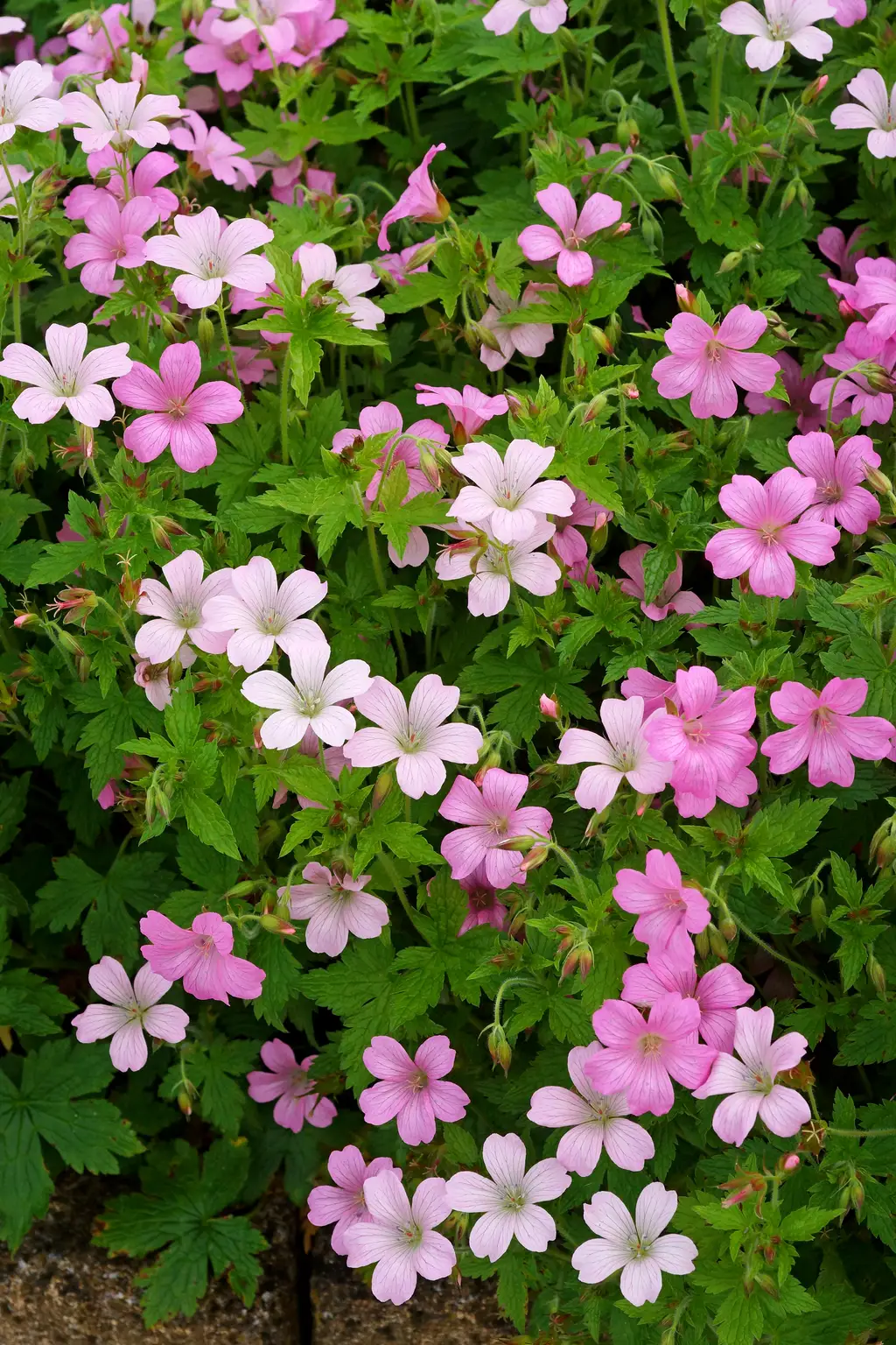 Geranium Rose Clair | 25 pce - De Vroomen US