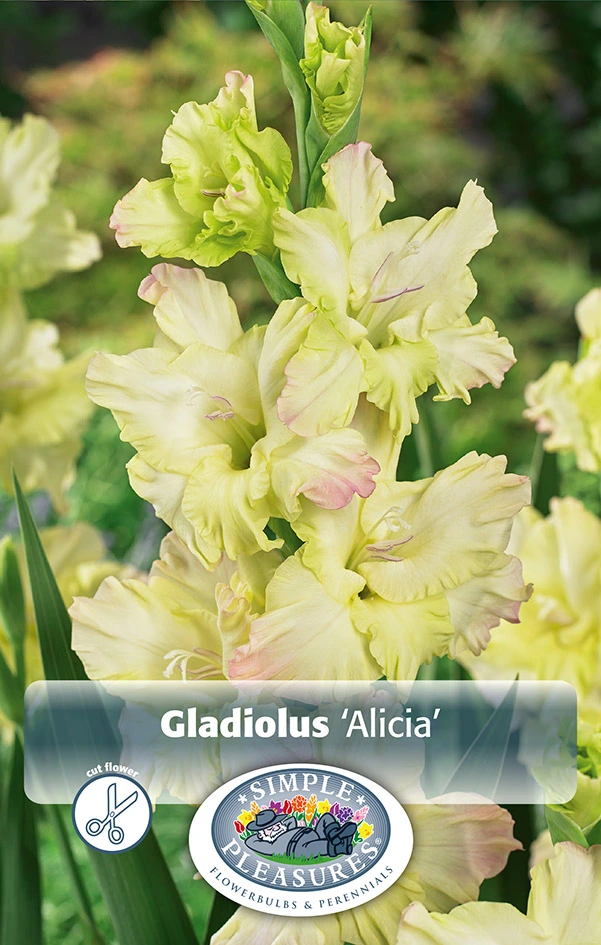 Gladiolus Parrot Alicia | Capper 15 x 10 - De Vroomen US