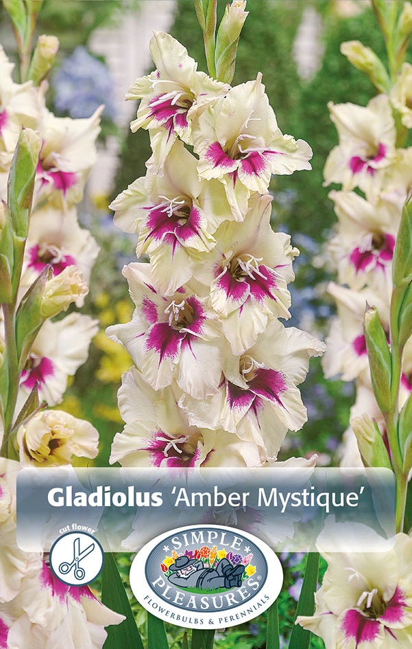 Gladiolus Amber Mistique | Capper 5 x 16 - De Vroomen US