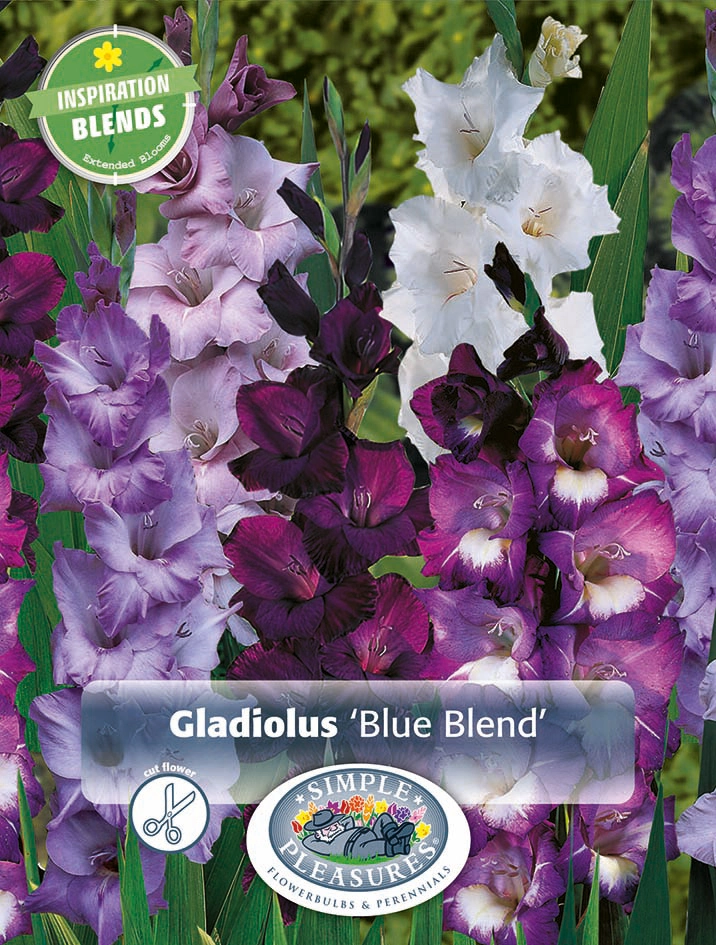 Gladiolus Blue Blend | Capper 10 x 32 - De Vroomen US