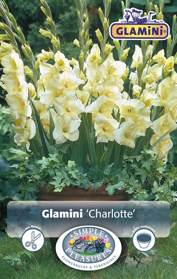 Gladiolus Glamini Charlotte | Capper 15 x 10 - De Vroomen US
