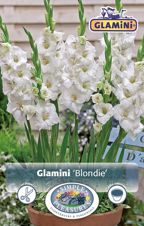 Gladiolus Glamini - De Vroomen US