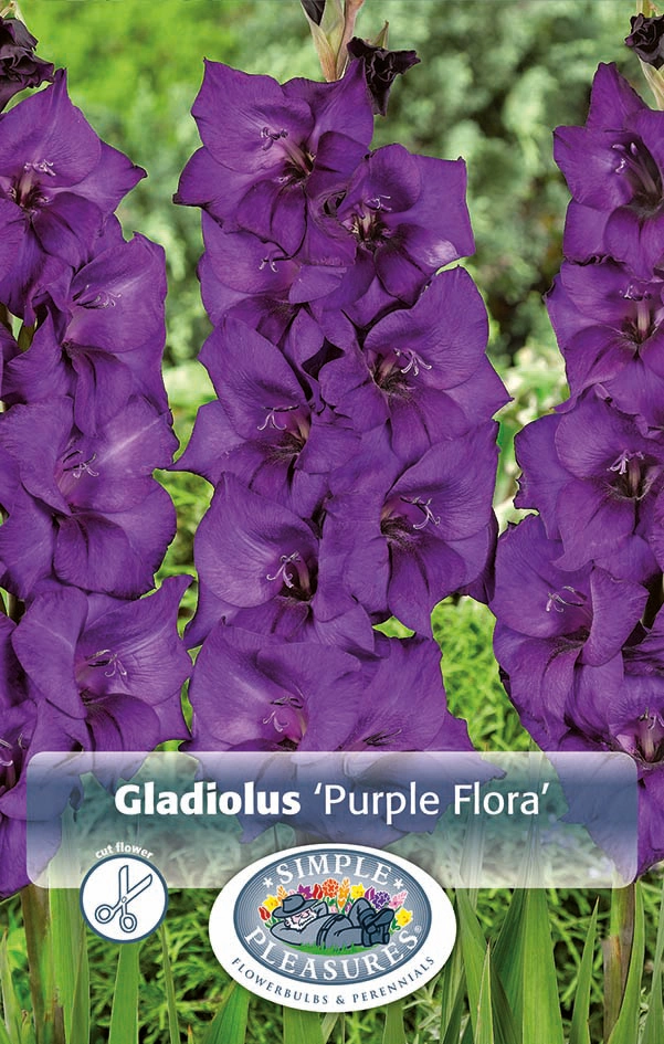 Gladiolus Purple Flora | Capper 12 x 8 - De Vroomen US