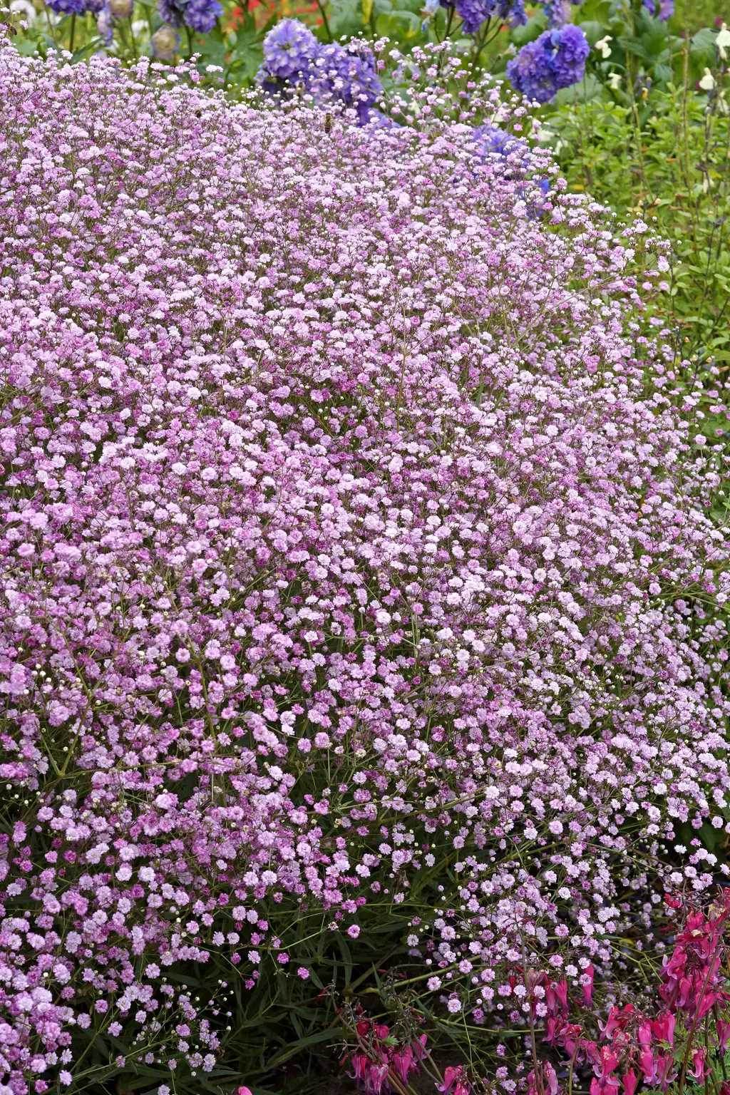 Gypsophila Festival Pink Lady PBR | 150 pcs - De Vroomen US