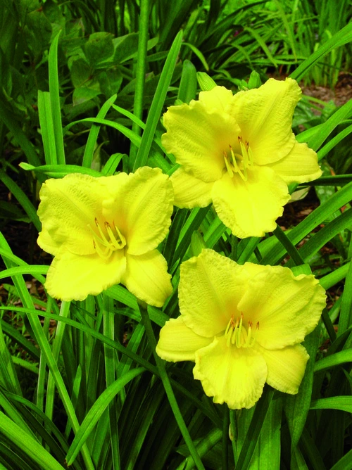 Hemerocallis Big Time Happy | 150 pcs - De Vroomen US