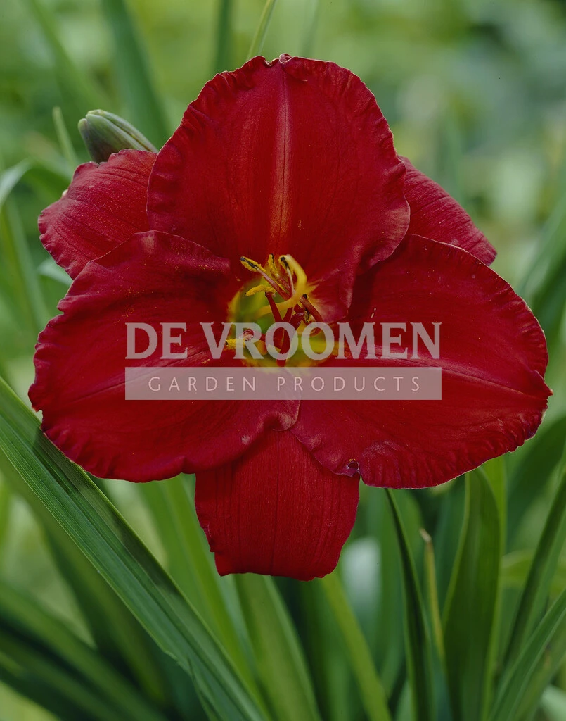 Hemerocallis Chicago Apache | 100 pcs - De Vroomen US