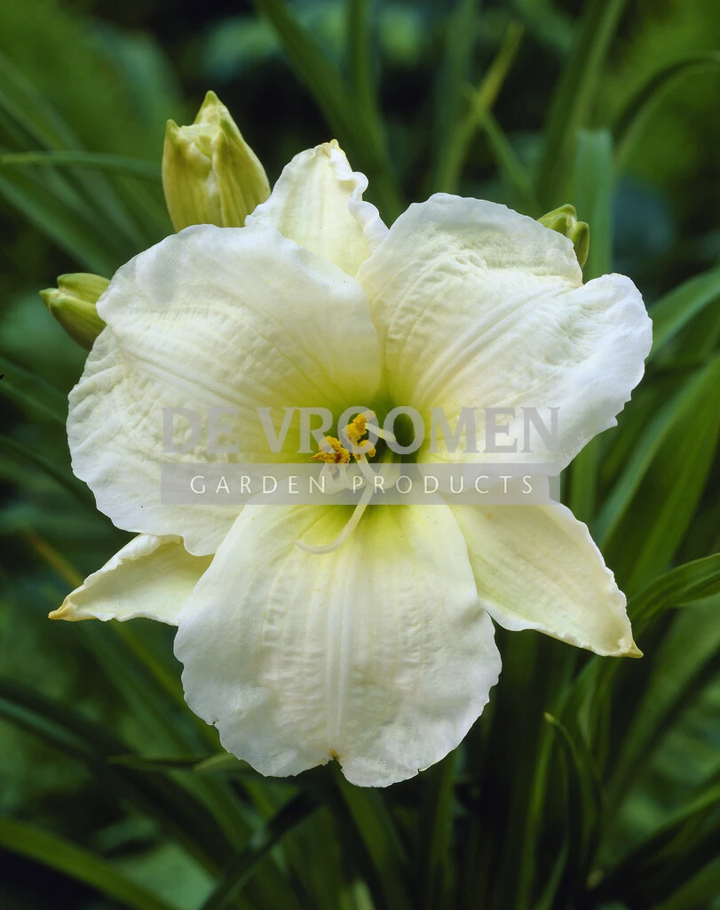 Hemerocallis Gentle Shepherd | 150 pcs - De Vroomen US