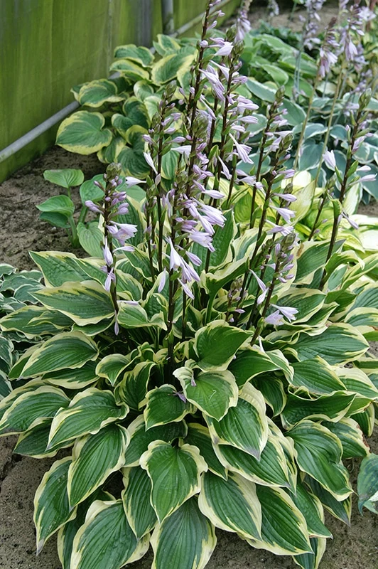 Hosta Don Stevens | 25 pce - De Vroomen US