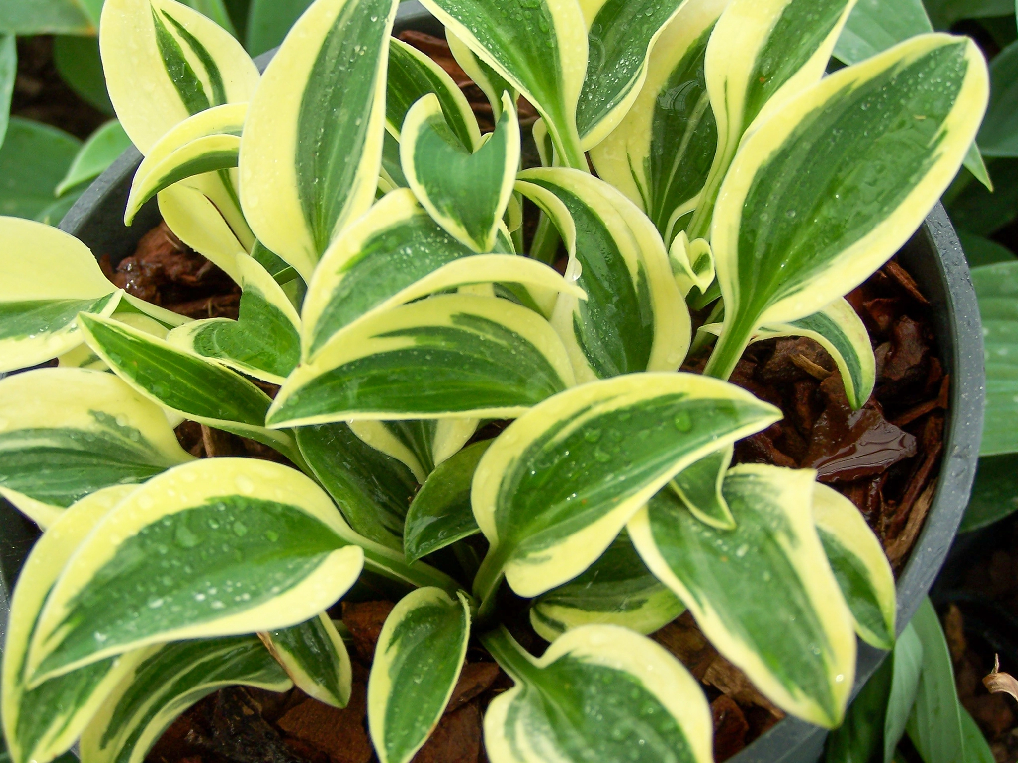 Hosta Funny Mouse | 250 pcs - De Vroomen US