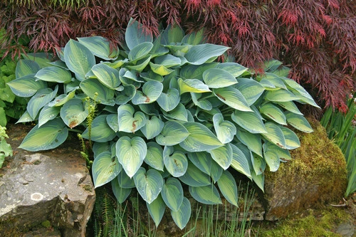 Hosta June PBR | 250 pcs - De Vroomen US