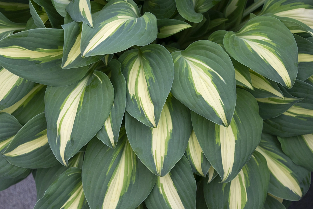 Hosta Little Treasure | 250 pcs - De Vroomen US