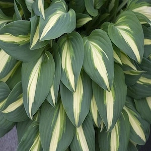Hosta Little Treasure - De Vroomen US
