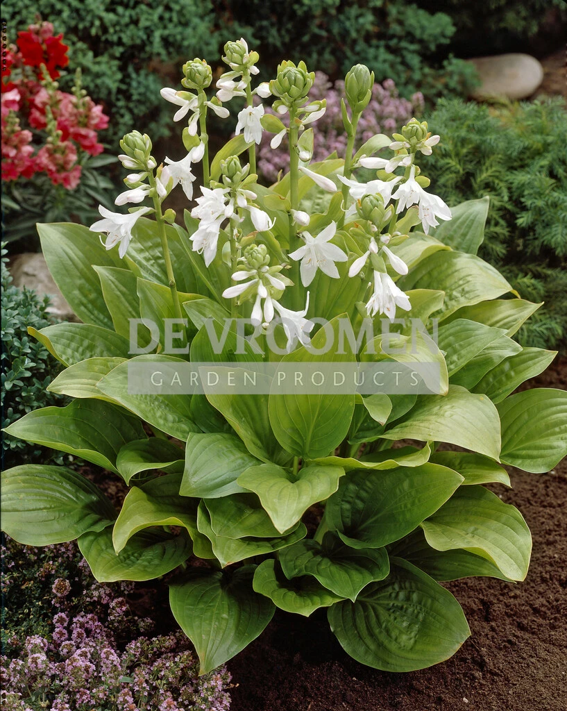 Hosta Royal Standard | 25 pcs - De Vroomen US
