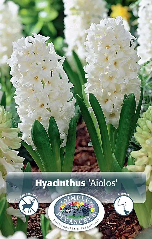 Hyacinthus Aiolos | 60 pcs - De Vroomen US