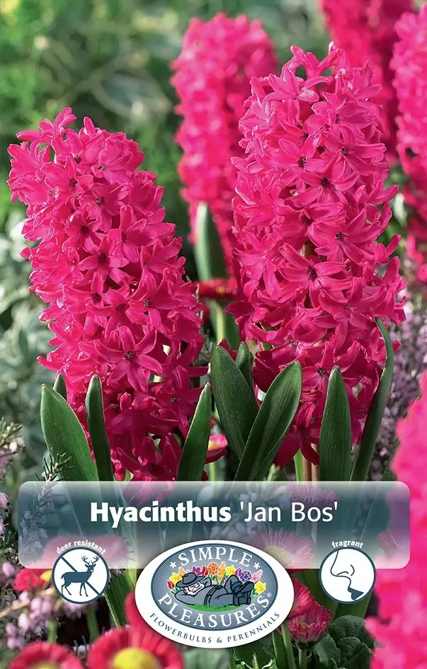 Hyacinthus Jan Bos | 60 pcs - De Vroomen US
