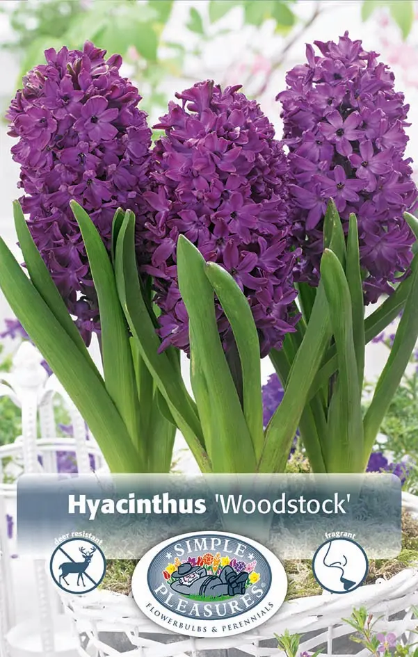 Hyacinthus Woodstock | 60 pcs - De Vroomen US