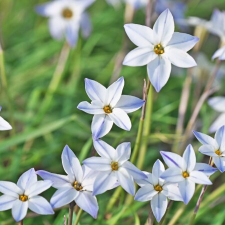 Wholesale Ipheion Bulbs - De Vroomen US