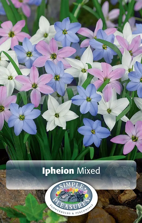 Ipheion Mixed | Cappers 15 x 20 - De Vroomen US