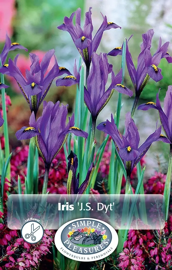 Iris Botanical Reticulata J.S. Dyt | Capper 15 x 20 - De Vroomen US