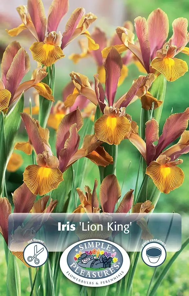 Iris Dutch Lion King | Capper 15 x 10 - De Vroomen US