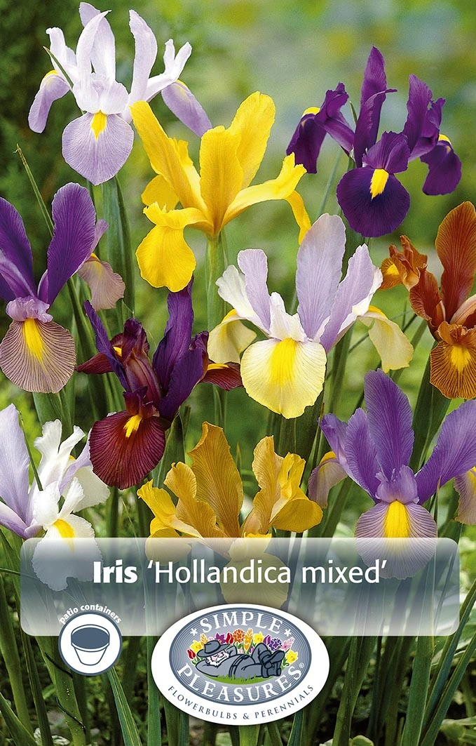 Iris Dutch Mixed | Cappers 20 x 10 - De Vroomen US