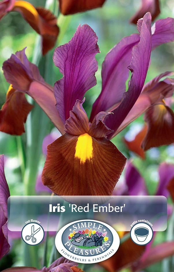 Iris Dutch Red Ember | Cappers 10 x 15 - De Vroomen US