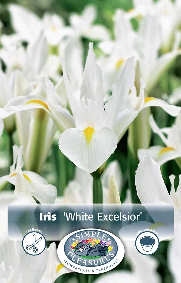 Iris Dutch White Excelsior | Cappers 10 x 15 - De Vroomen US