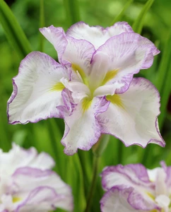 Iris Lady in Waiting - De Vroomen US