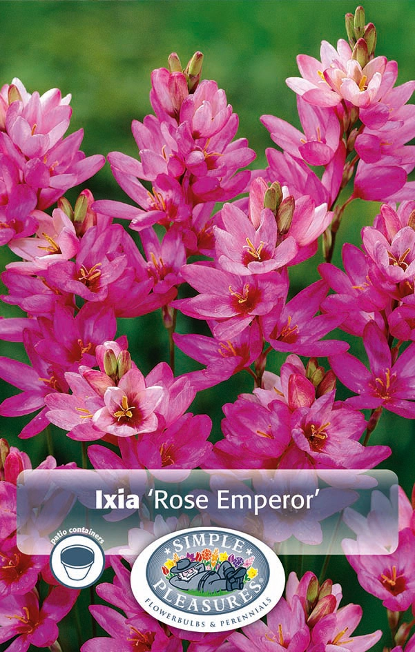 Ixia Rose Emperor | Capper 25 x 30 - De Vroomen US