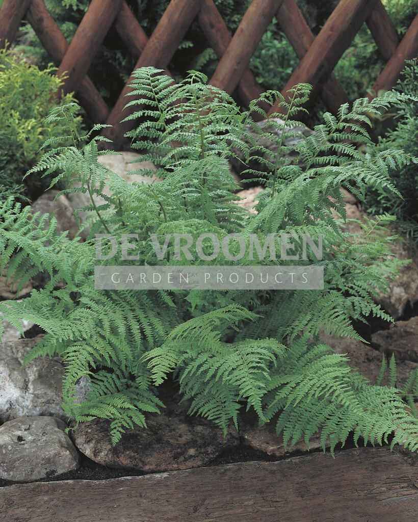 Lady Fern | 25 pce - De Vroomen US