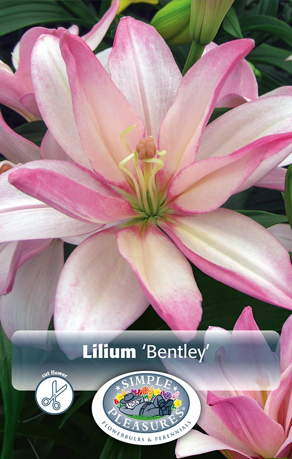 Lilium L-A hybrid Bentley | Capper 15 x 3 - De Vroomen US