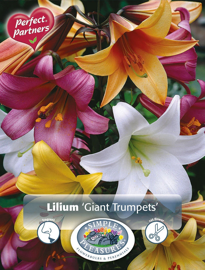 Lilium Giant Trumpets | Capper 18 x 4 - De Vroomen US