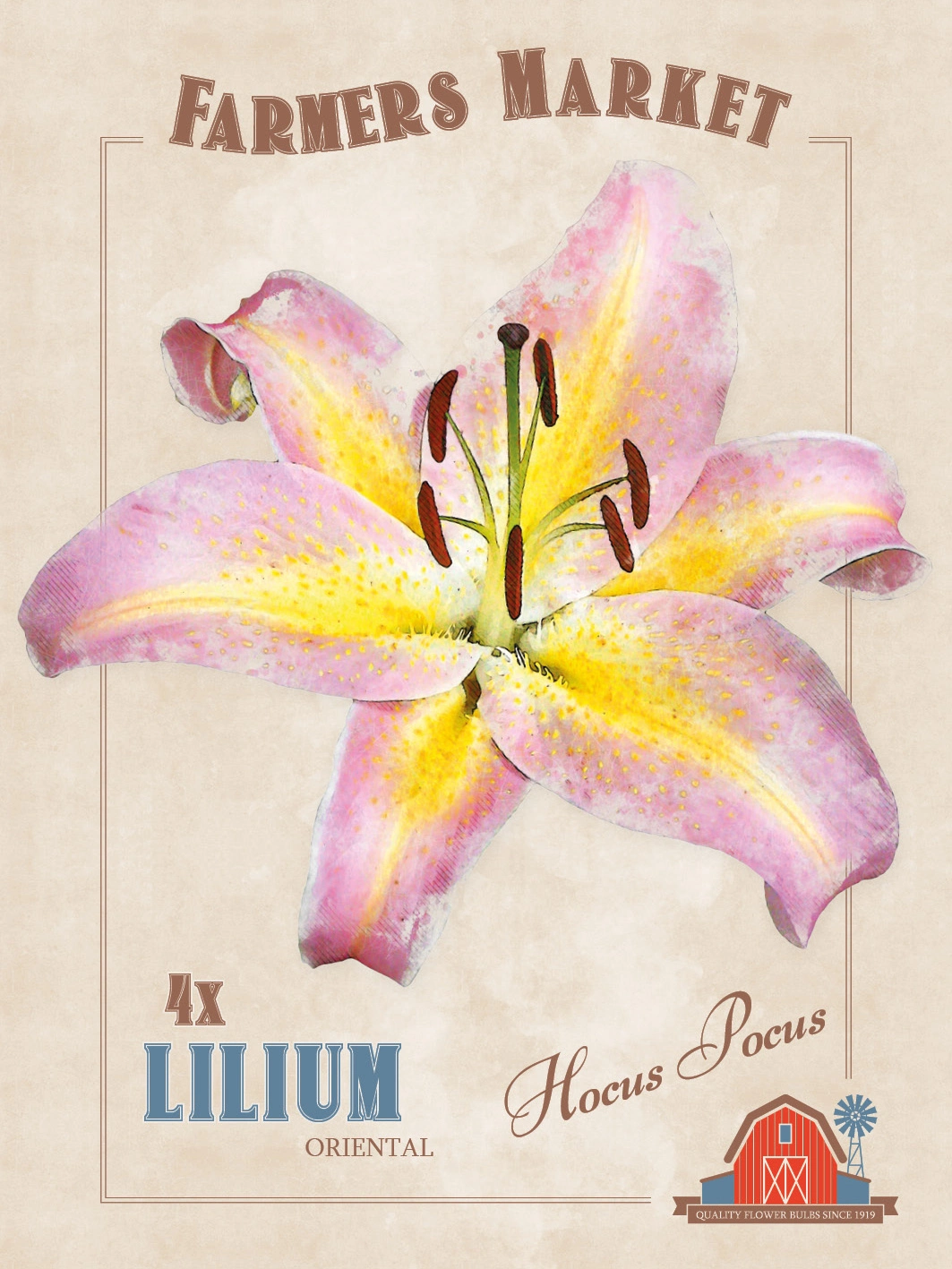 Lilium orientalis Hocus Pocus | Capper 12 x 4 - De Vroomen US