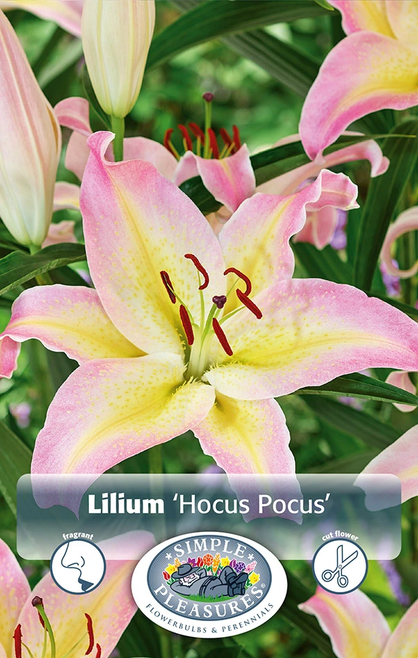 Lilium Orientalis Hocus Pocus | Capper 15 x 2 - De Vroomen US