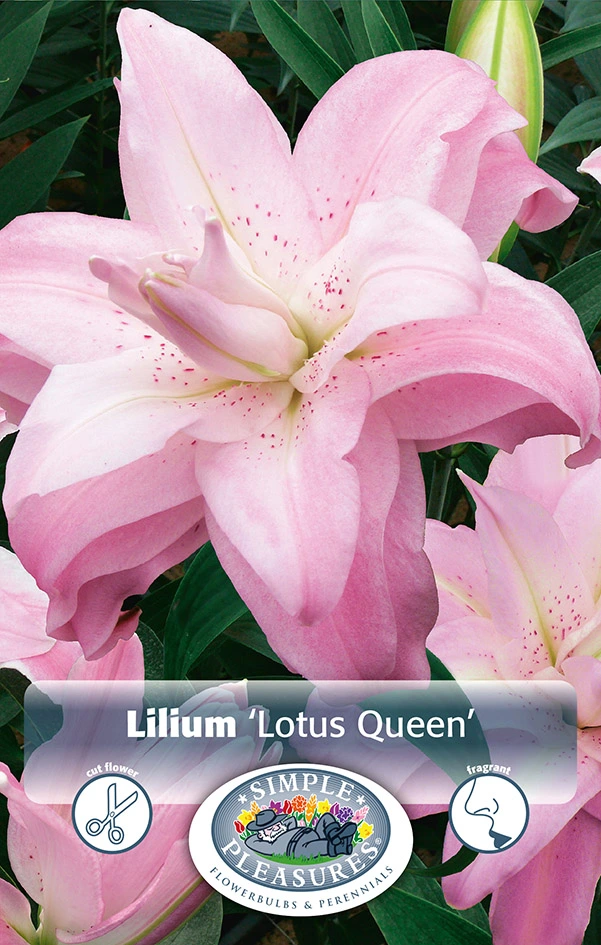 Lilium Lotus Queen | Capper 5 x 16 - De Vroomen US