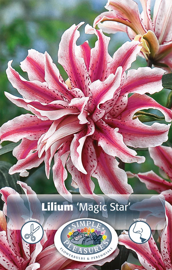 Lilium Magic Star | Capper 5 x 16 - De Vroomen US