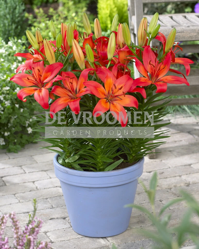 Lilium Matrix | 400 pcs - De Vroomen US