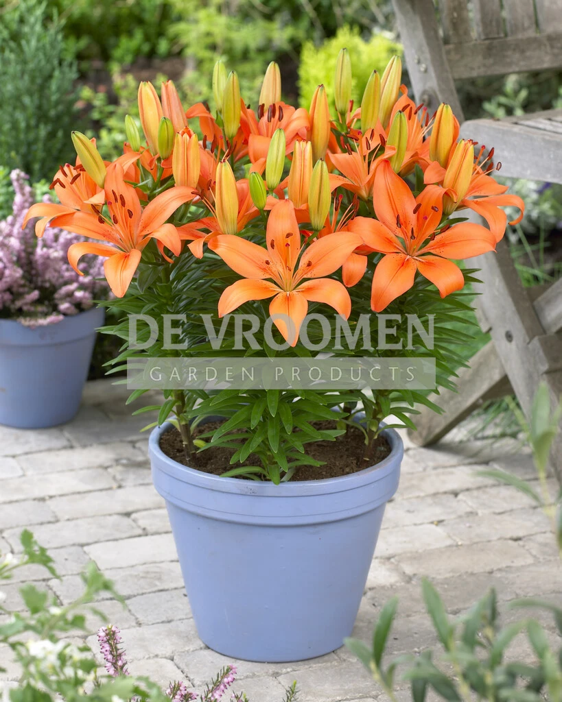 Lilium Matrix Orange | 50 pcs - De Vroomen US