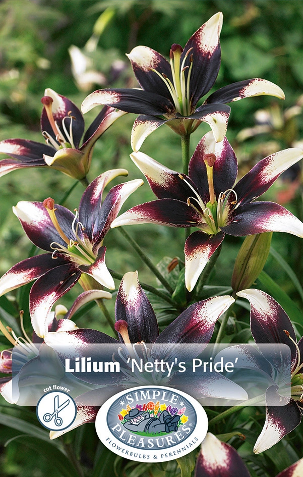 Lilium Netty' s Pride | Capper 5 x 16 - De Vroomen US