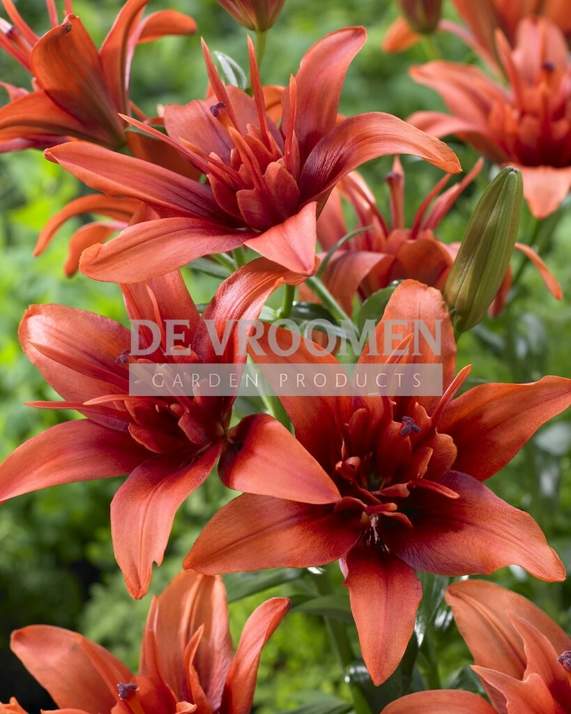 Lilium Red Twin | 50 pcs - De Vroomen US