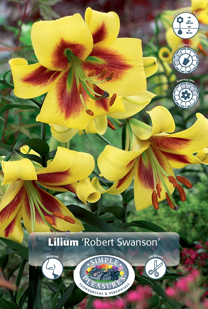 Lilium Robert Swanson | 75 pcs - De Vroomen US