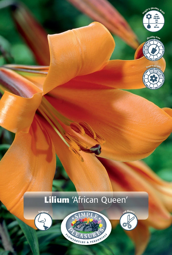 Lilium Trumpet African Queen | 75 pcs - De Vroomen US