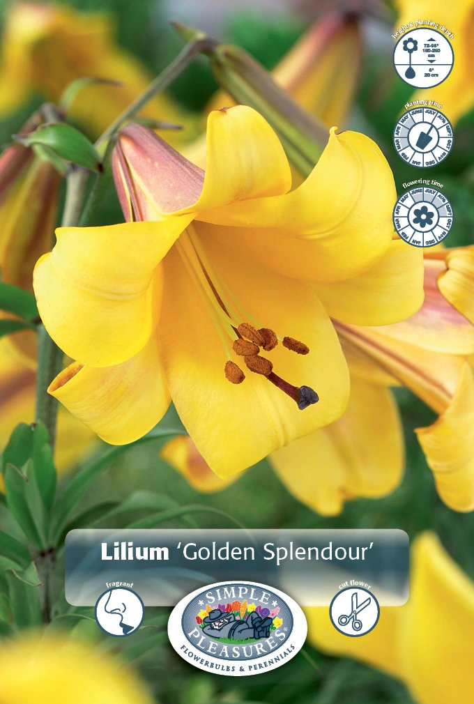 Lilium Trumpet Golden Splendour | 75 pcs - De Vroomen US