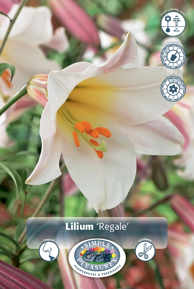 Lilium Trumpet Regale | 75 pcs - De Vroomen US