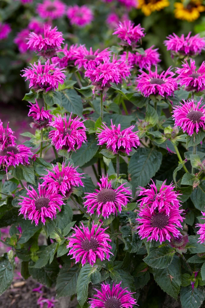 Monarda Bee Free PBR | 250 pcs - De Vroomen US