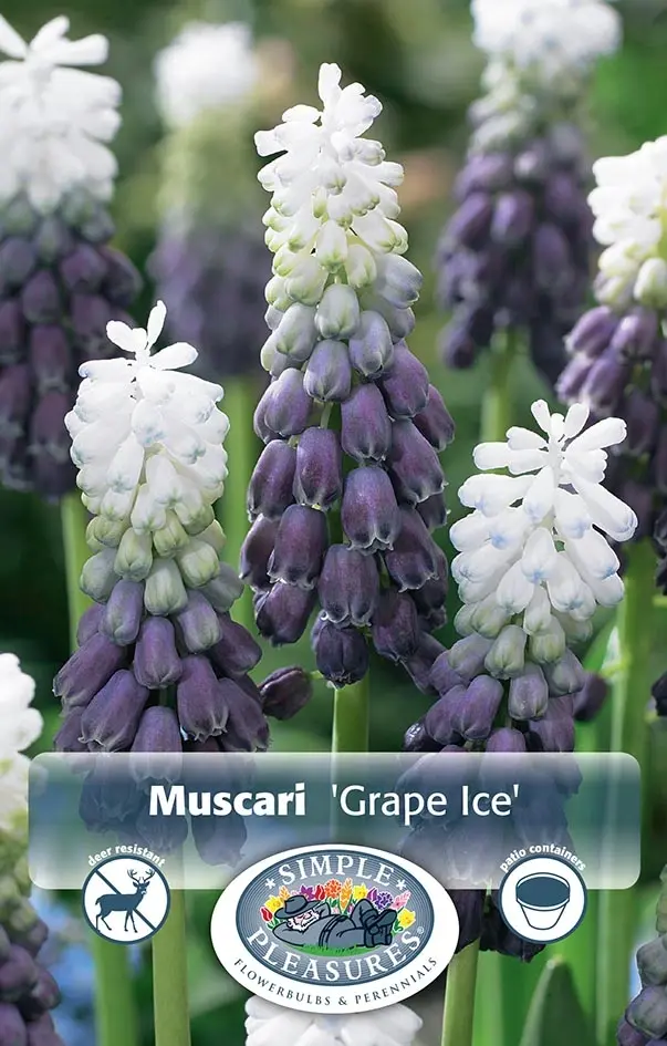 Muscari Grape Ice | Capper 20 x 10 - De Vroomen US